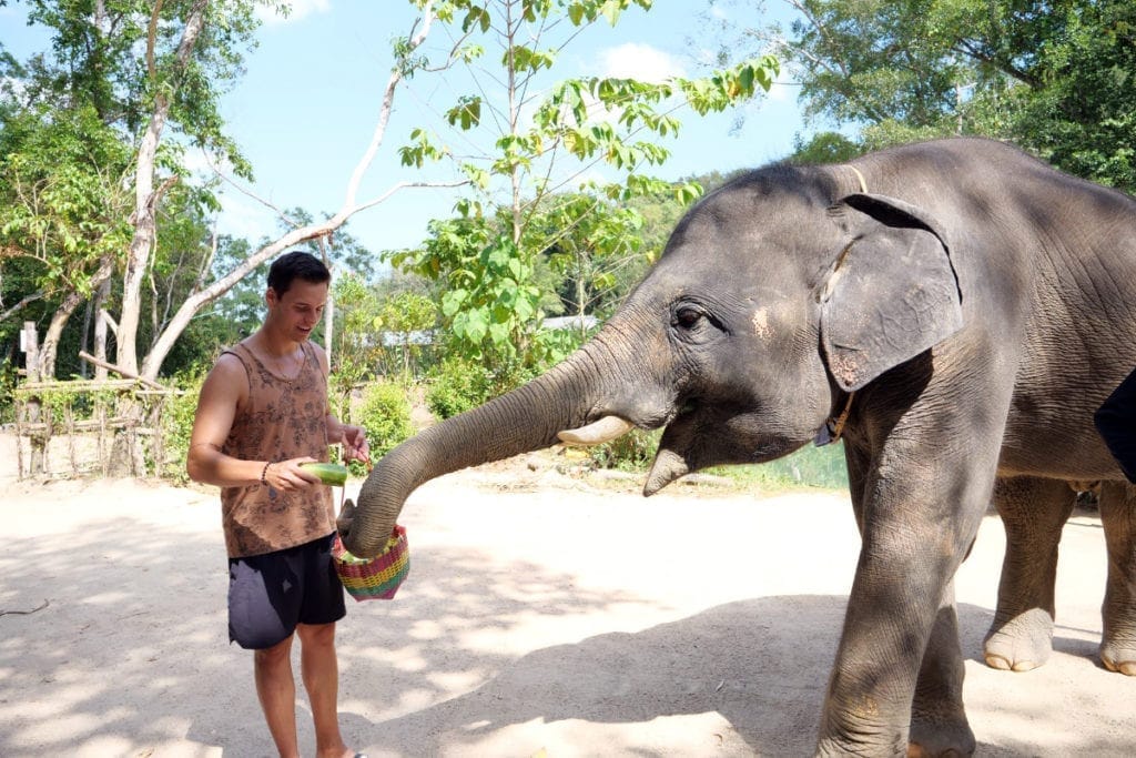 Elephant Save & Care 2 Hrs - Our Elephant Theraphy Treatment Program