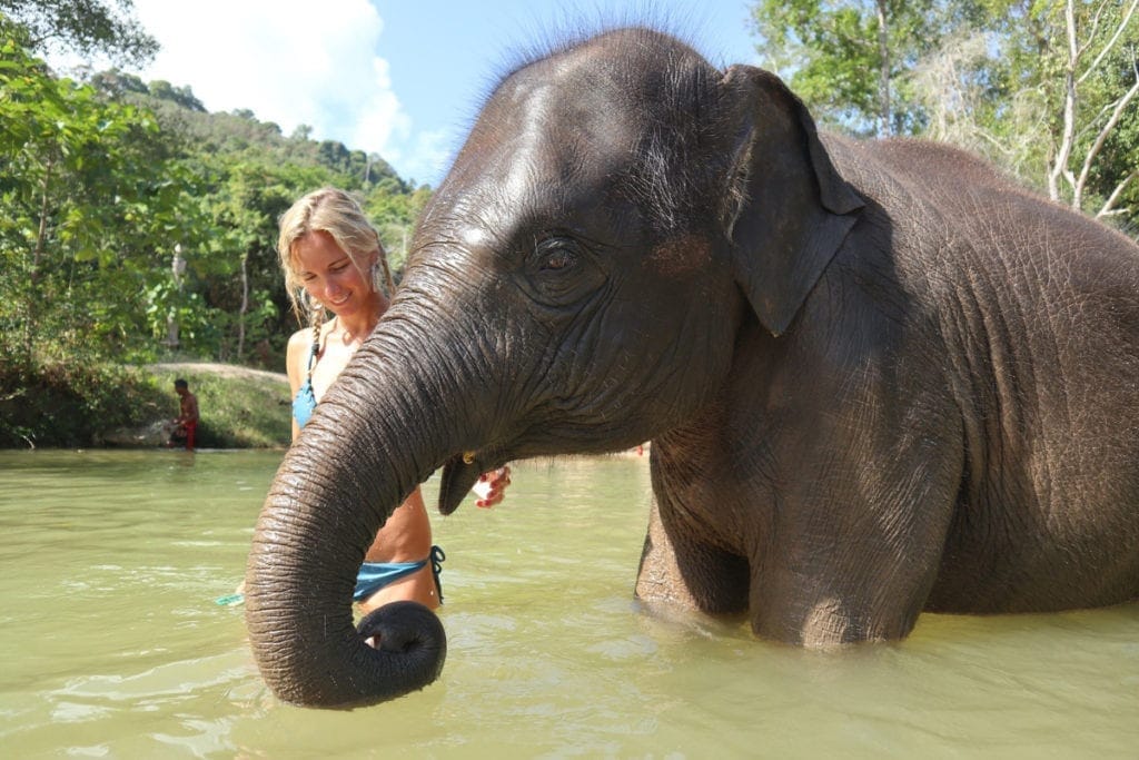 Elephant Save & Care 2 Hrs - Our Elephant Theraphy Treatment Program