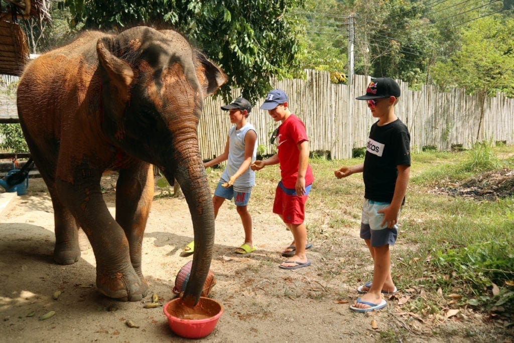Elephant Save & Care 2 Hrs - Our Elephant Theraphy Treatment Program