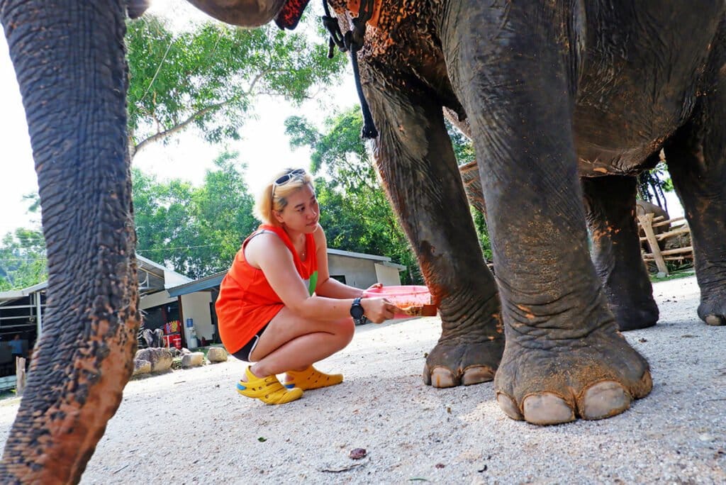Special Half-Day Elephant Care - Elephant Wildlife Sanctuary Phuket