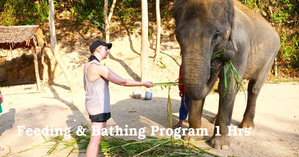 Feeding & Bathing Program 1 hour - Feed & Bath our elephants