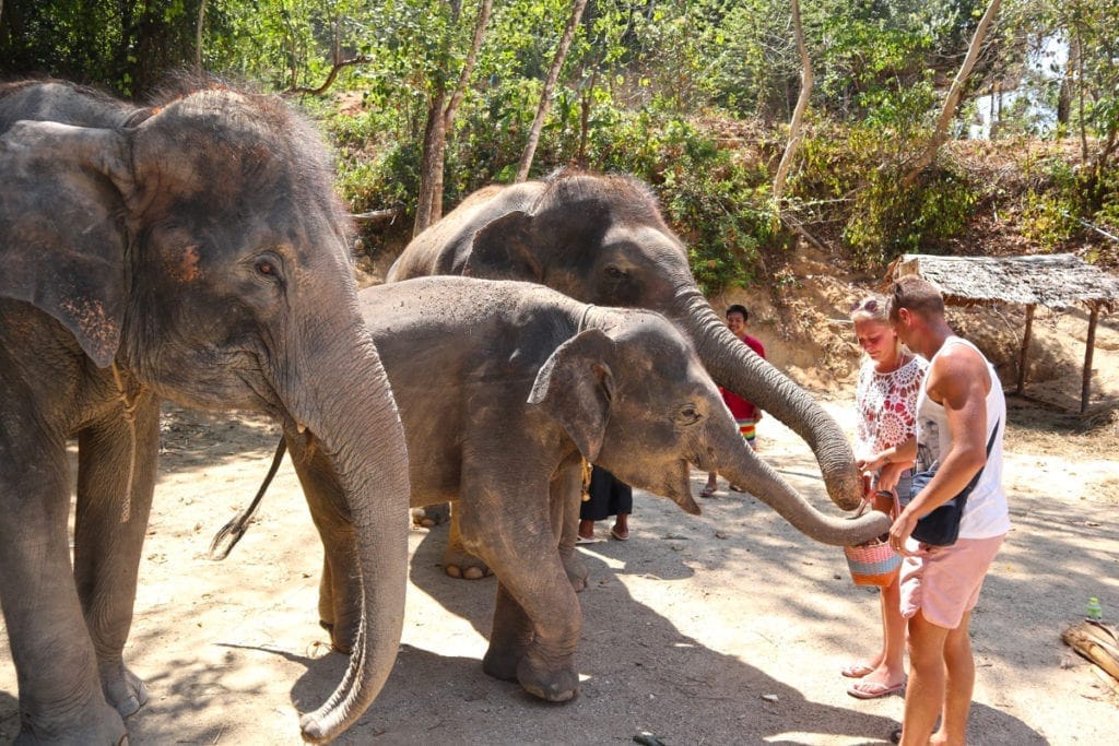 Elephant Wildlife Sanctuary Phuket - Elephant Care Programs on Phuket