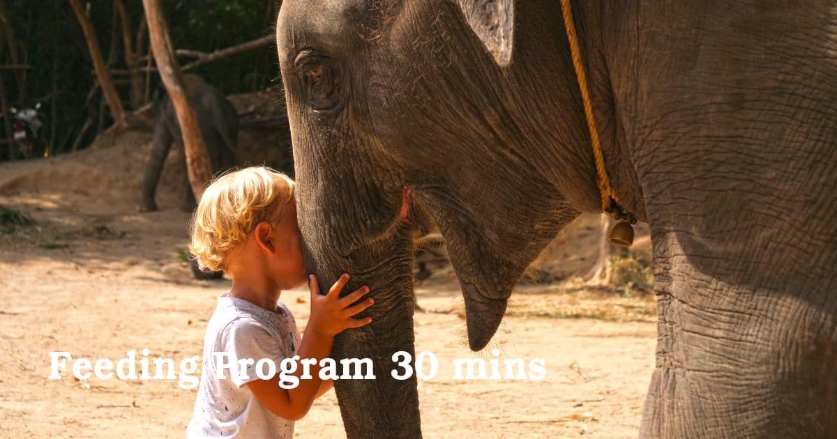 Enjoy Feeding food for elephant 30 mins - Feed our elephants