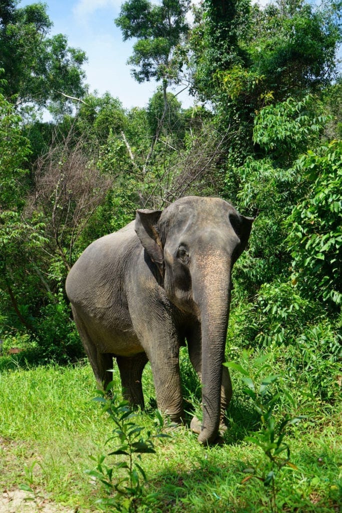 NungNing, Thongkham and Chantana are our elephants we are having!