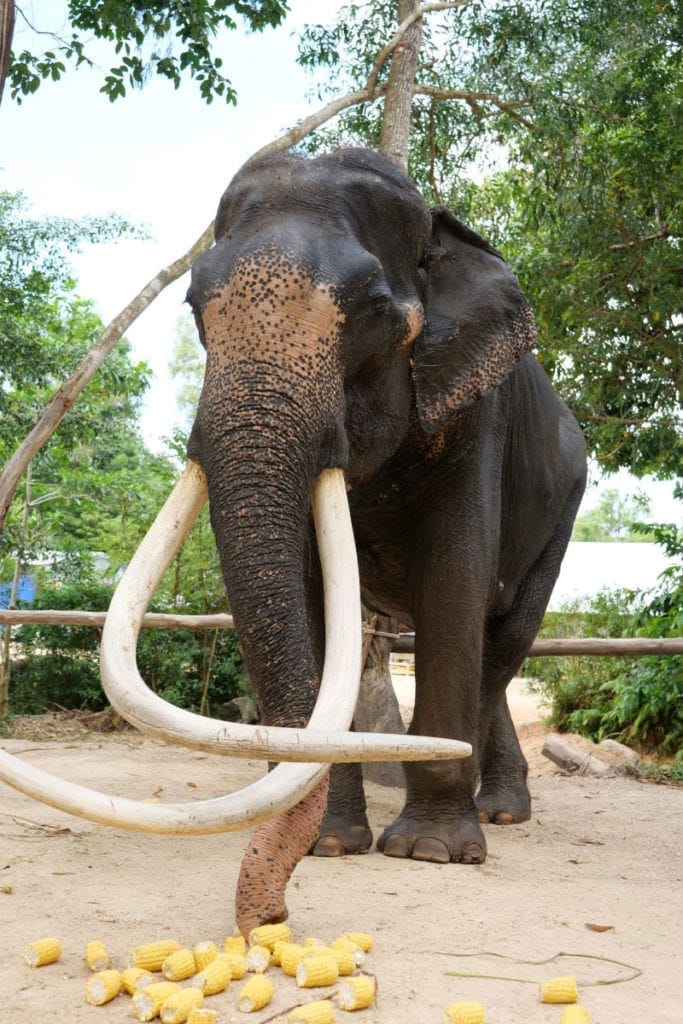 NungNing, Thongkham and Chantana are our elephants we are having!