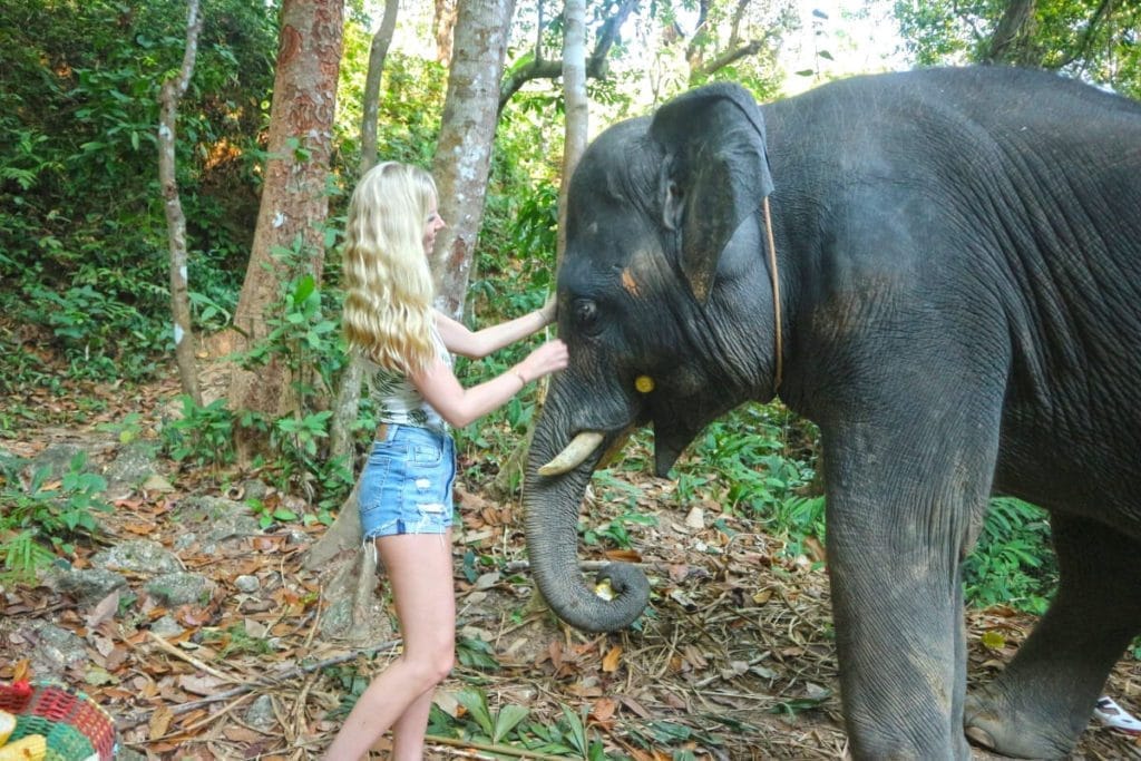 Private VIP Elephant Care Program | Elephant Wildlife Sanctuary Phuket