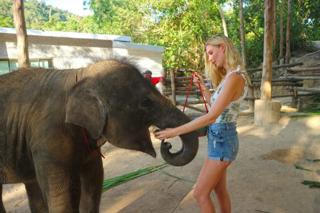 Private VIP Elephant Care Program | Elephant Wildlife Sanctuary Phuket
